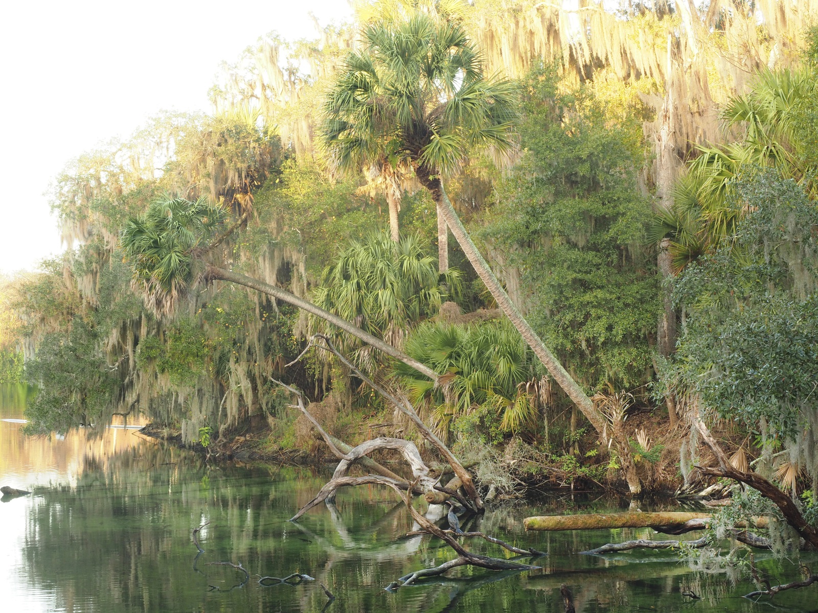 Mermaids of Emerald Springs – Sydney L. Carroll